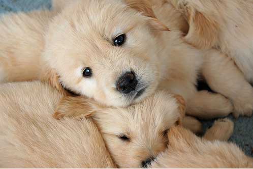 My Pets: Macam-macam jenis anjing