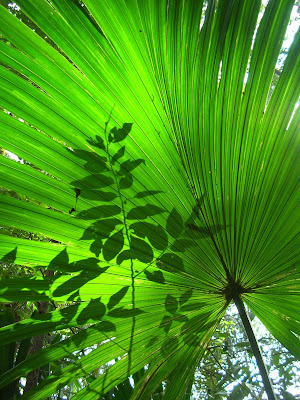 Journeys across Karnataka: Sirle Waterfall