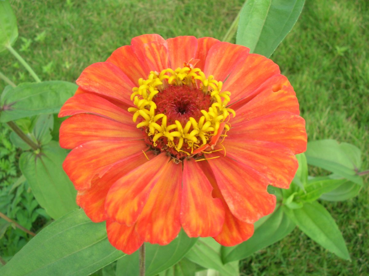 Life at Dharwad: Asters