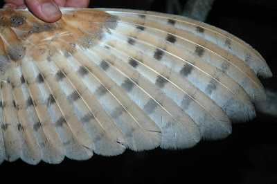 Alas y plumas: Ala de lechuza comun ( Tyto alba )