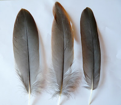 Alas y plumas: Plumas de garza imperial ( Ardea purpurea )