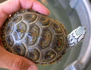exotic aquarium fish: DiamondBack Terrapins