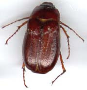 ¤Enidan¤: Insectarium (le hanneton)