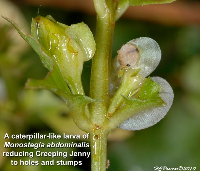 The Home Bug Garden: Sunday Sawfly: The Saw in Sawfly