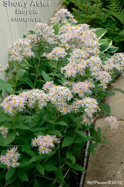 The Home Bug Garden: Wildflower Wednesday: Showy Aster