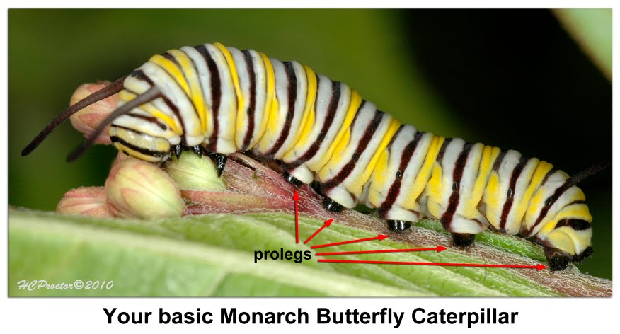 The Home Bug Garden: Sawfly Sunday: On the Importance of Prolegs