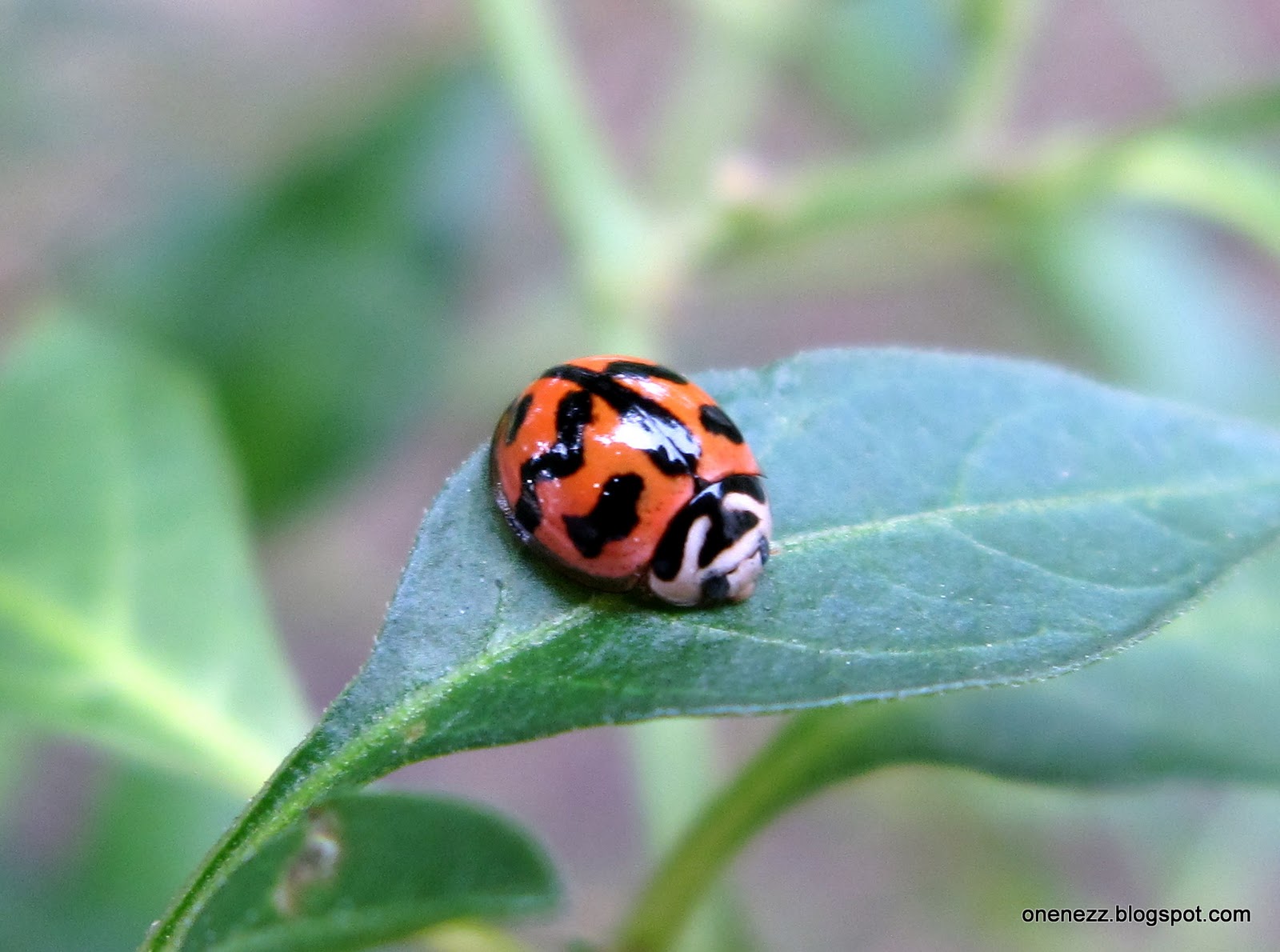 Onenezz: Life Cycle of Ladybugs