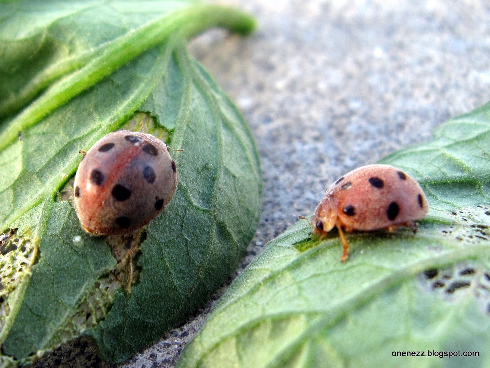 Onenezz: Vegetarian Ladybugs