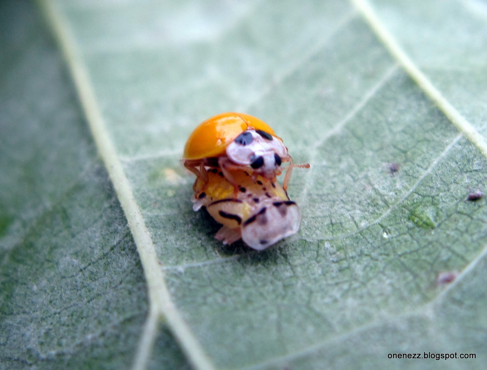 Tropical Nature Photos: Childhood Photos of Ladybugs