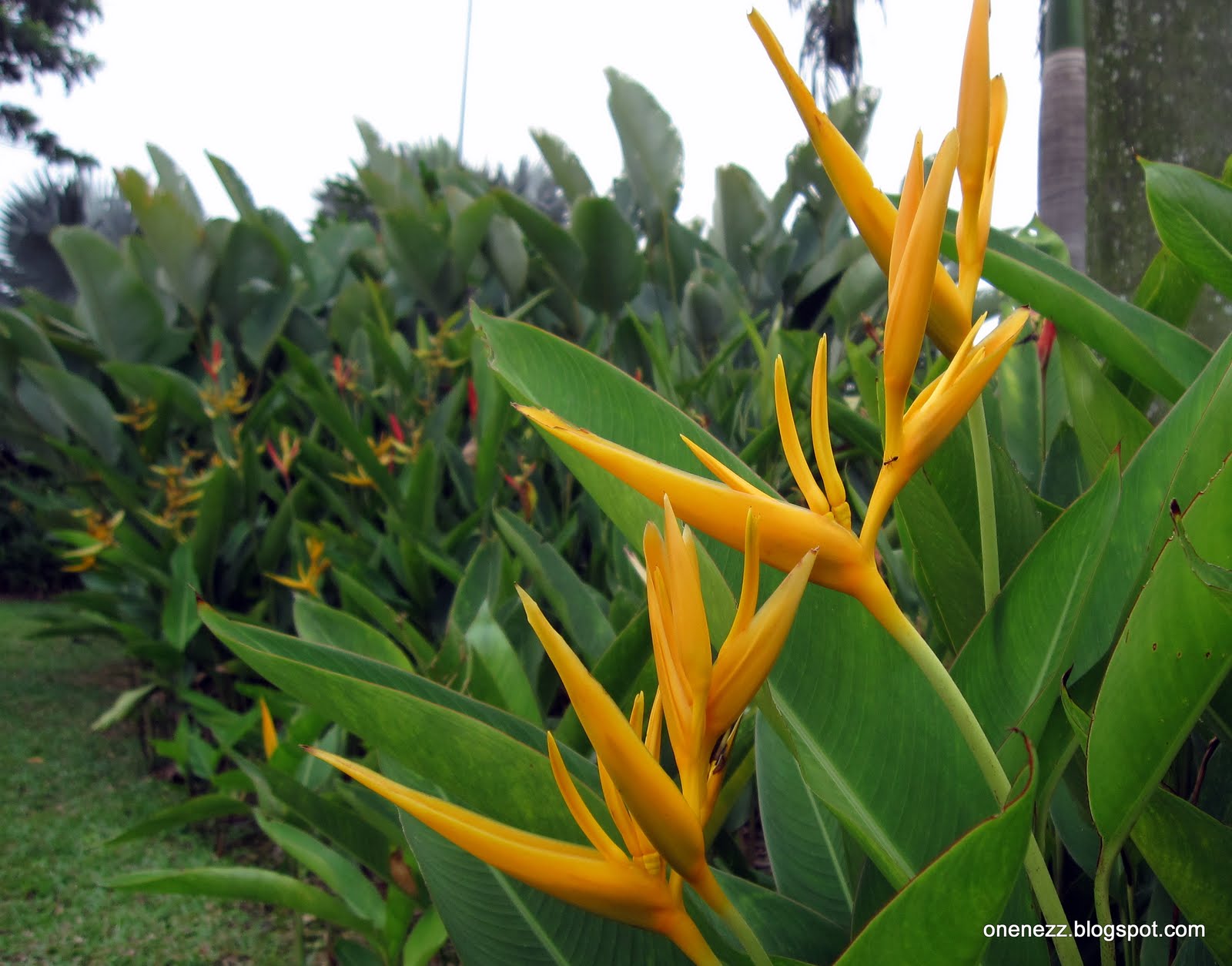 Onenezz: Heliconia