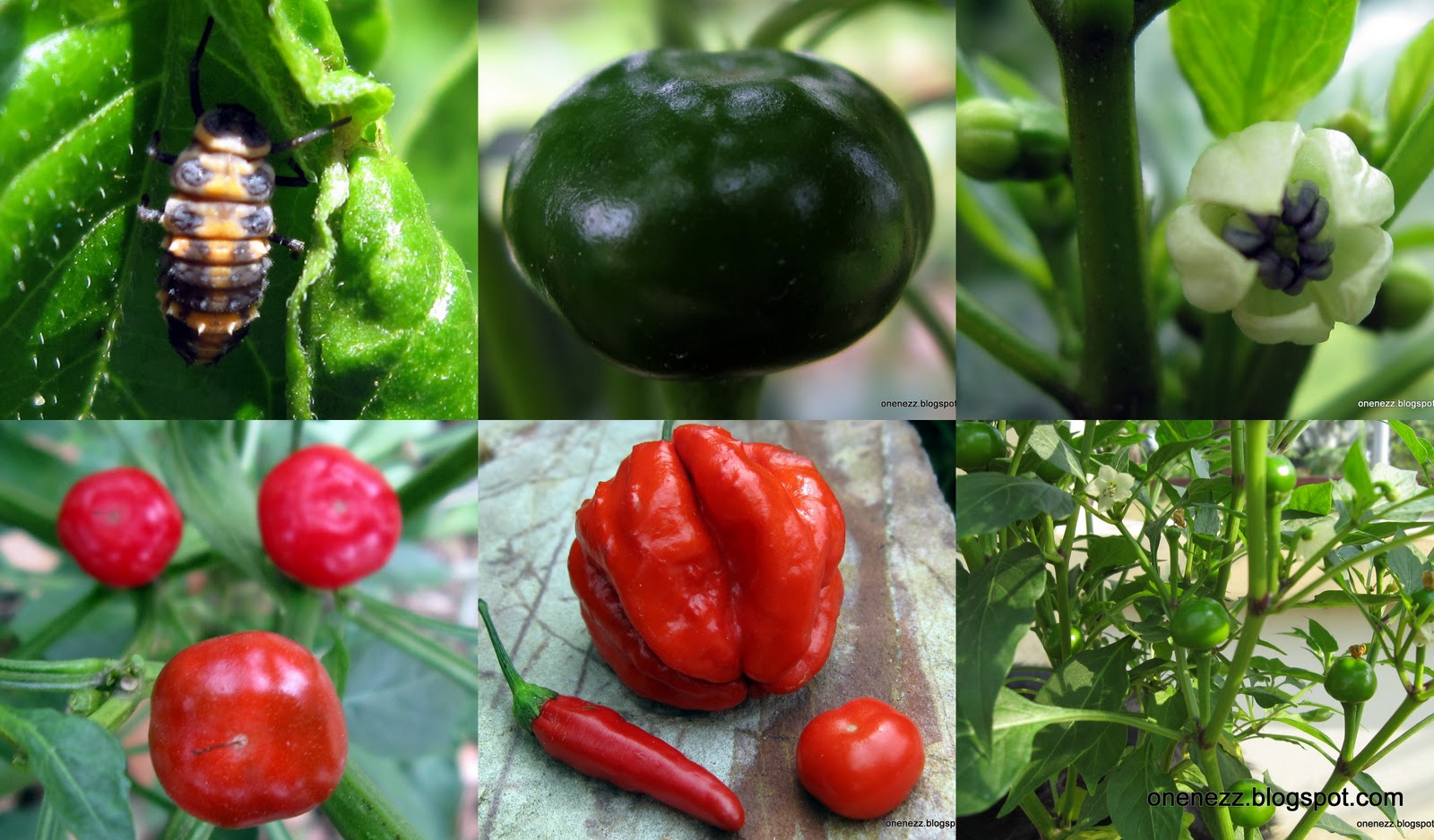 Onenezz: Chilli Collection