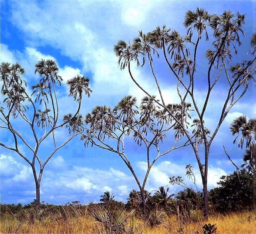 Palmeras en la Ciudad de Resistencia: Branching palms