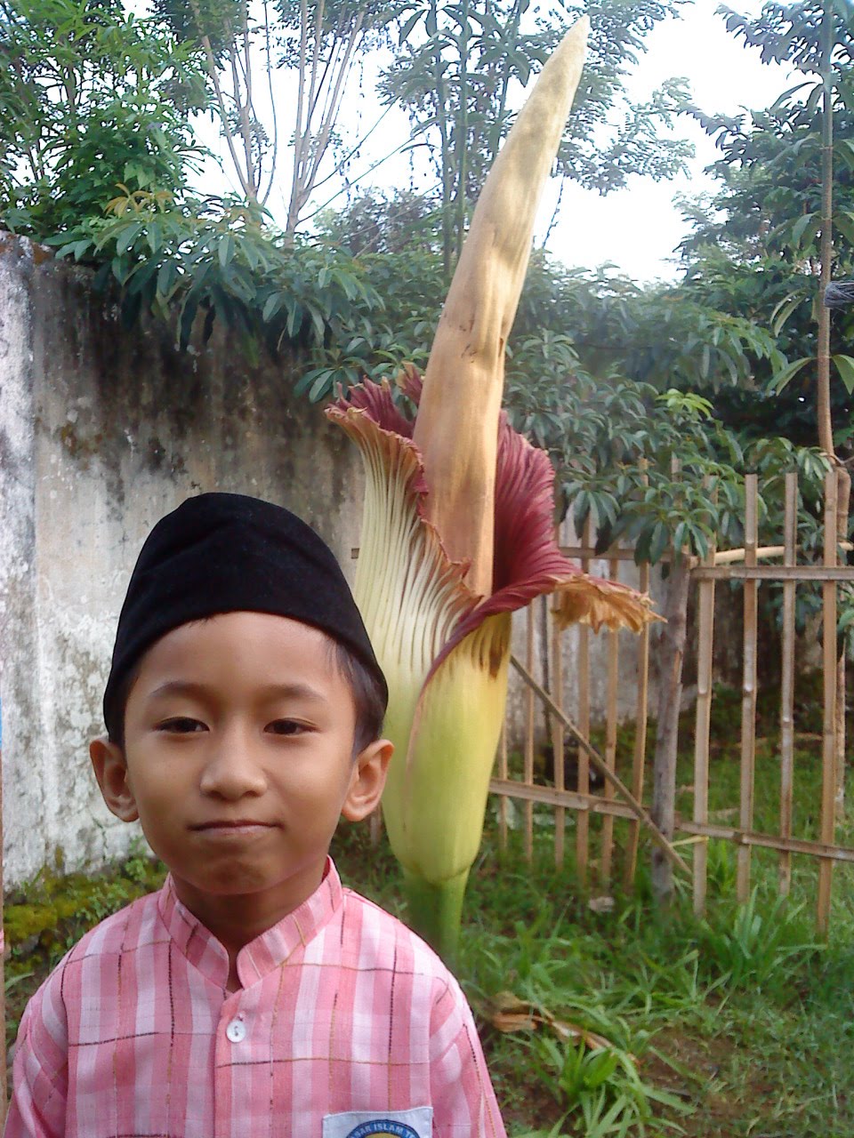 Rejang Lebong: Bunga Kibut