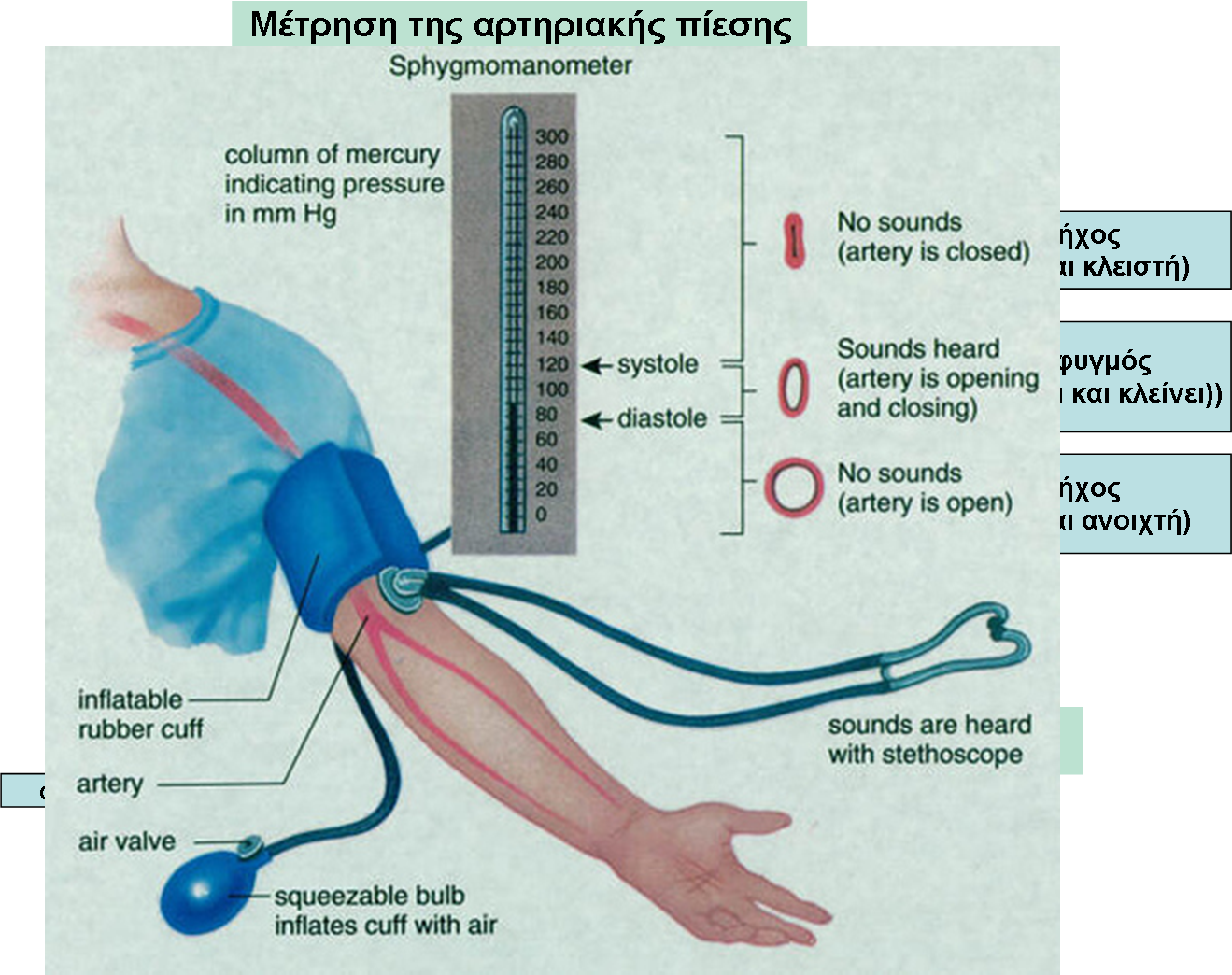 δασκάλαβμ (ιστολόγια για Γ΄ ,Δ΄,Ε΄,Στ΄τάξη): Το κυκλοφορικό σύστημα