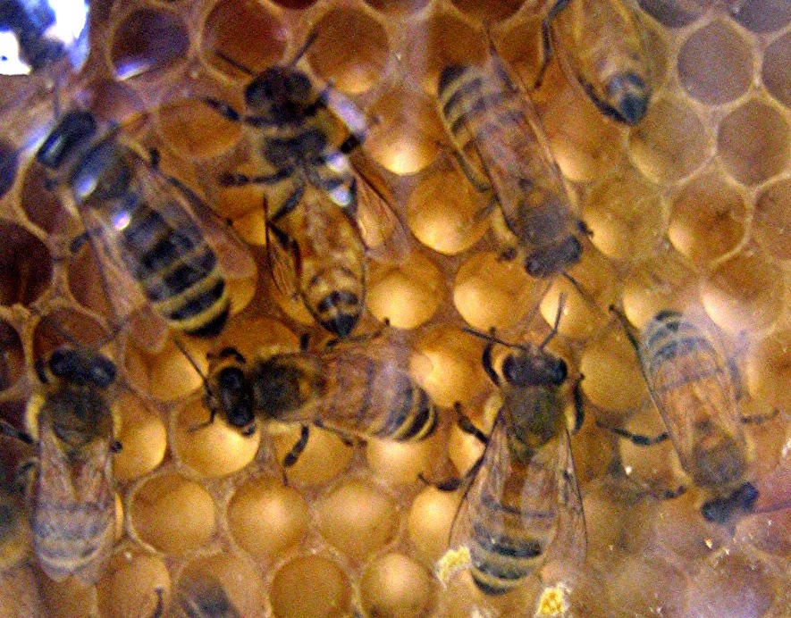 CEREBRAL BOINKFEST: Vegan? Vegetarian? What's the dif?