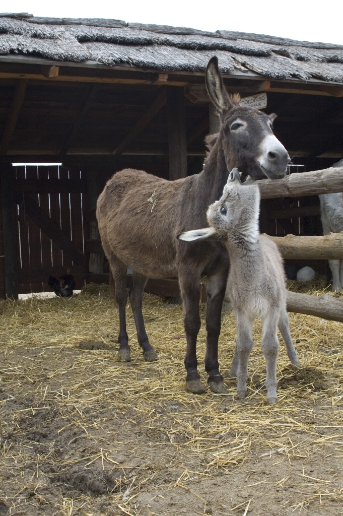 CEREBRAL BOINKFEST: Something Cheesy...