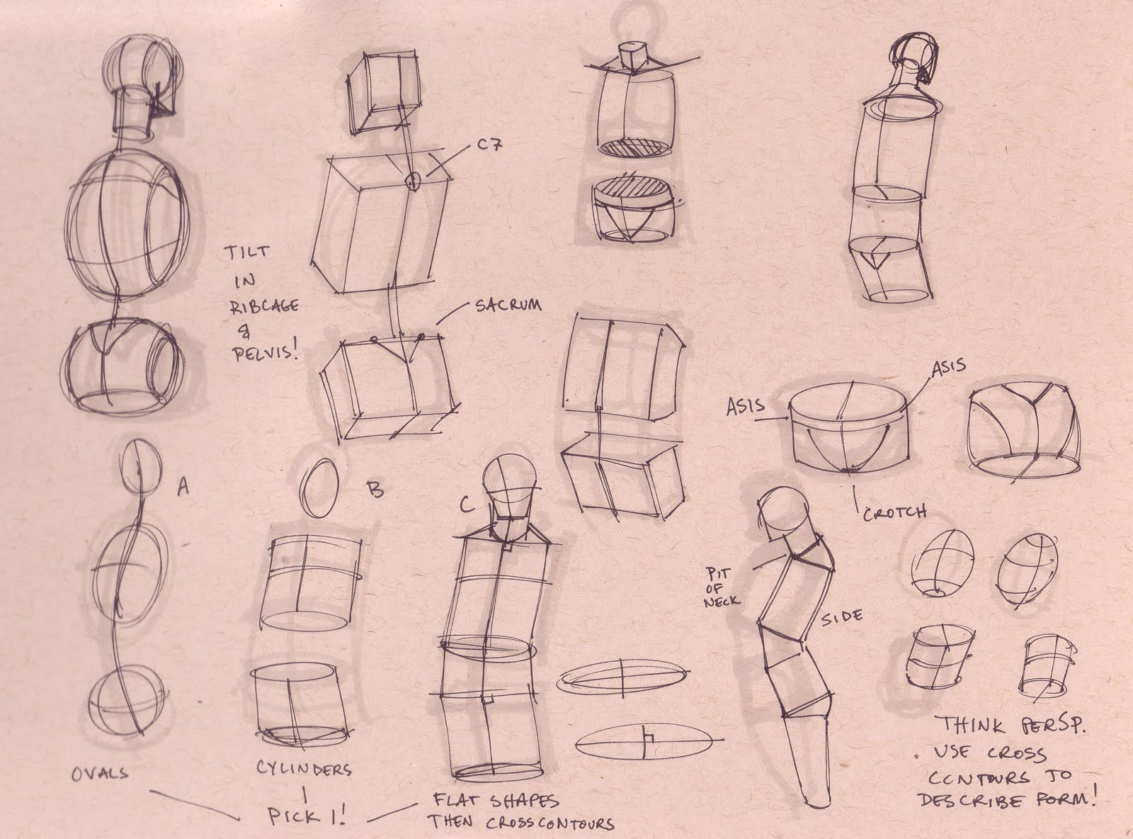 Dzu Nguyen - Drawings and Paintings: Class demos from Comparative Anatomy