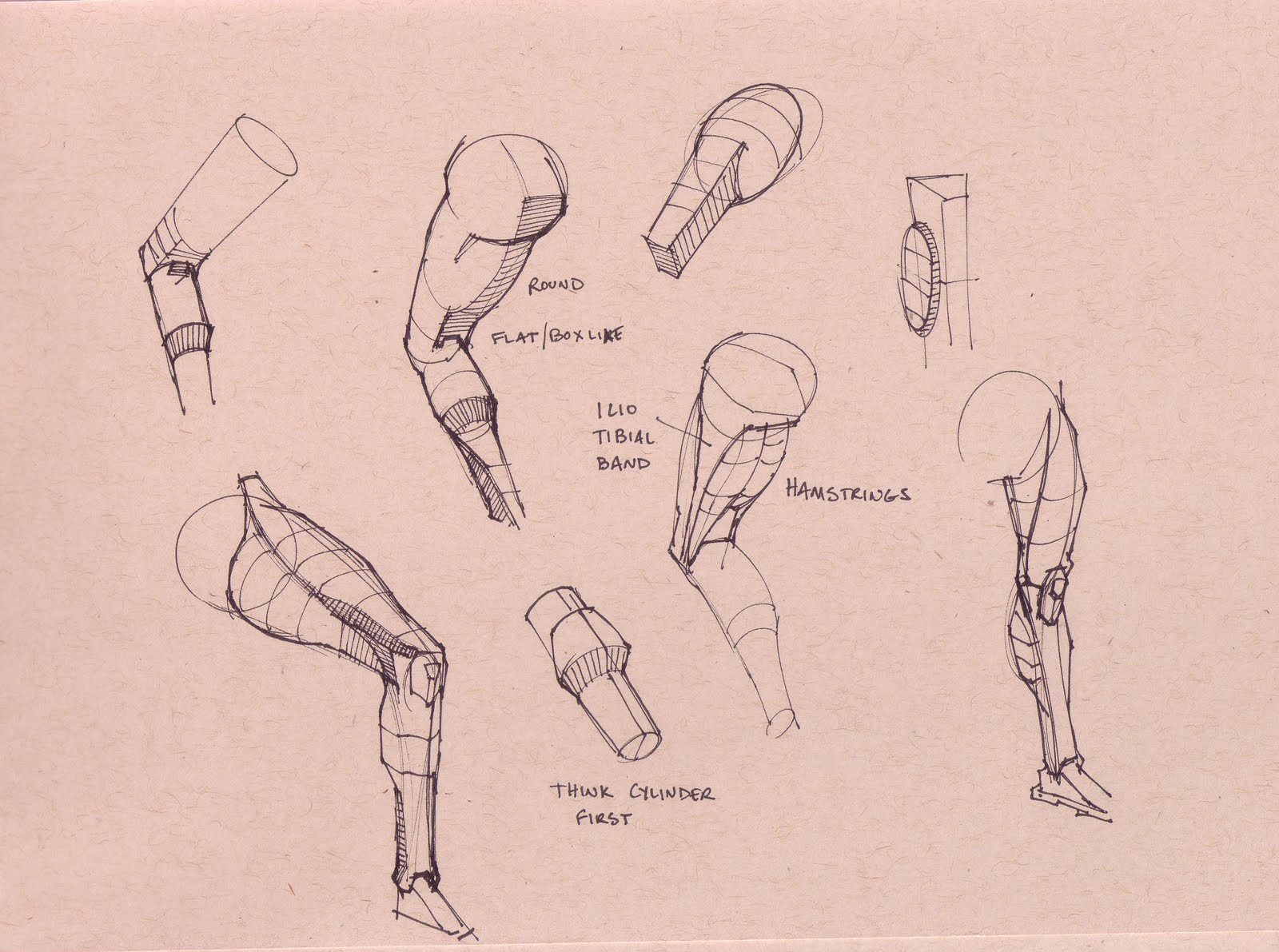Dzu Nguyen - Drawings and Paintings: Class demos from Comparative Anatomy