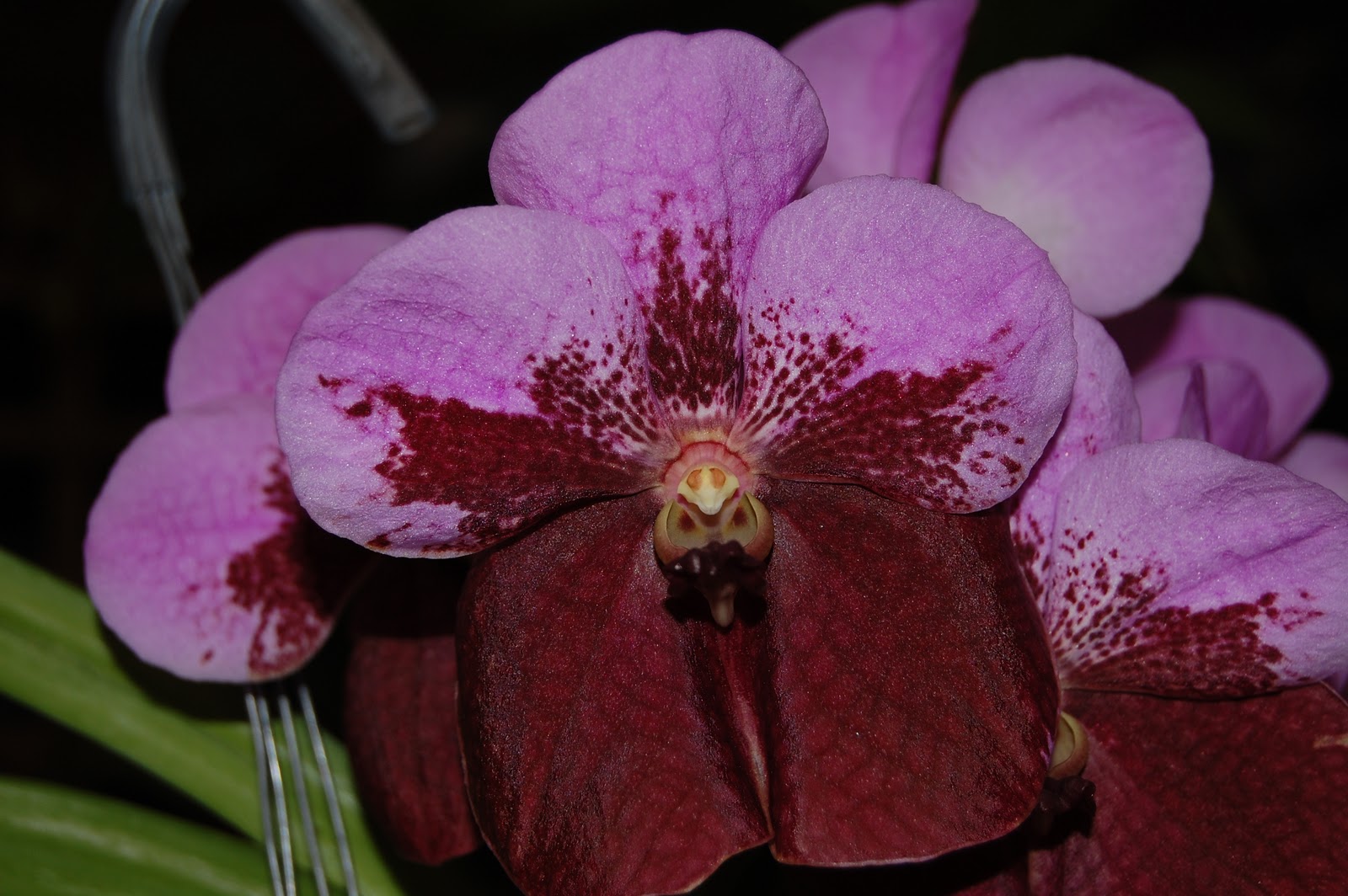 Paradis des fleurs: Album N°24 Vanda