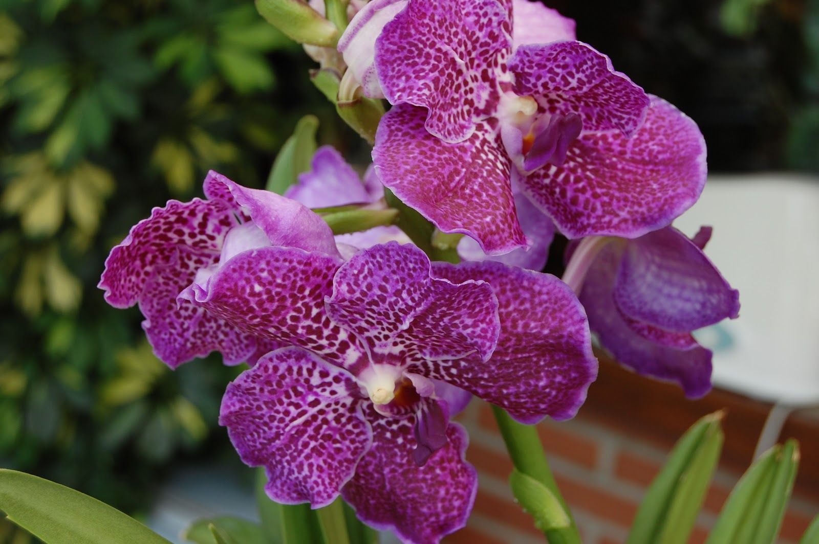 Paradis des fleurs: Album N°24 Vanda