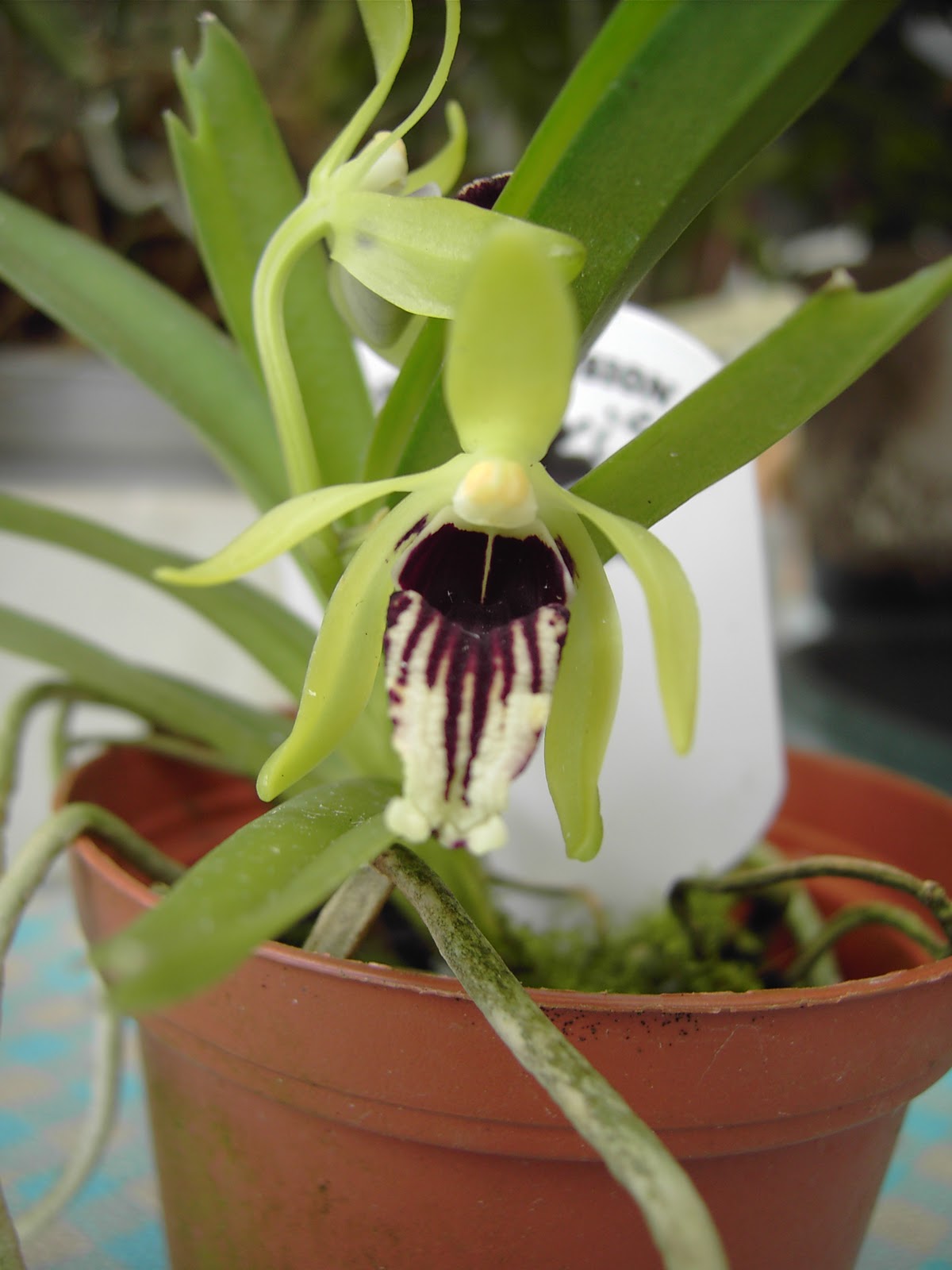 Paradis des fleurs: Album N°24 Vanda