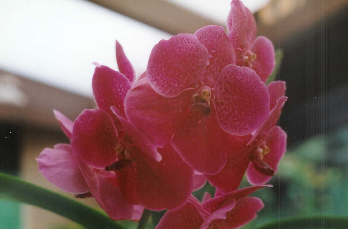 Paradis des fleurs: Album N°24 Vanda