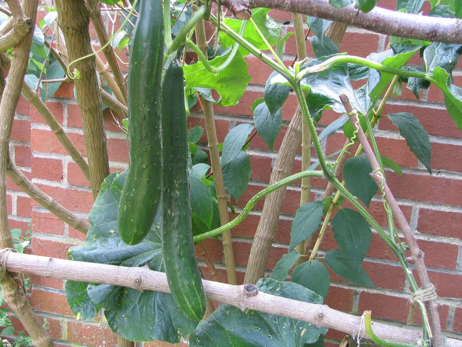 Mark's Veg Plot: Cucurbits
