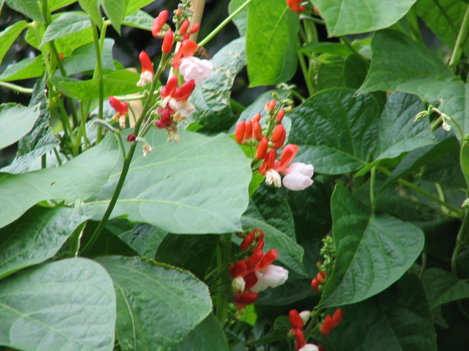 Mark's Veg Plot: Beans