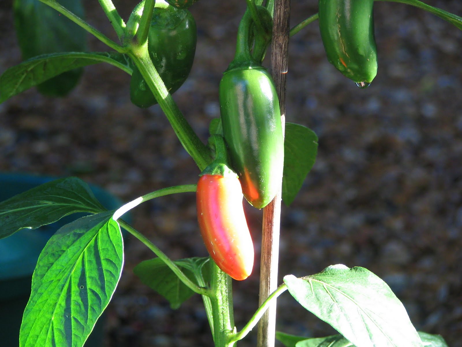 Mark's Veg Plot: Raindrops on Roses...