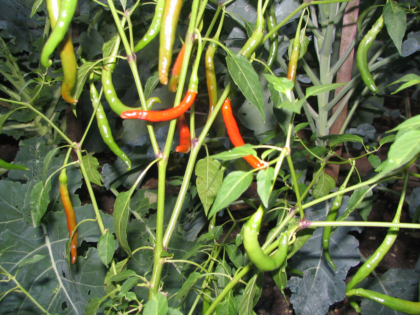 Mark's Veg Plot: November 2010