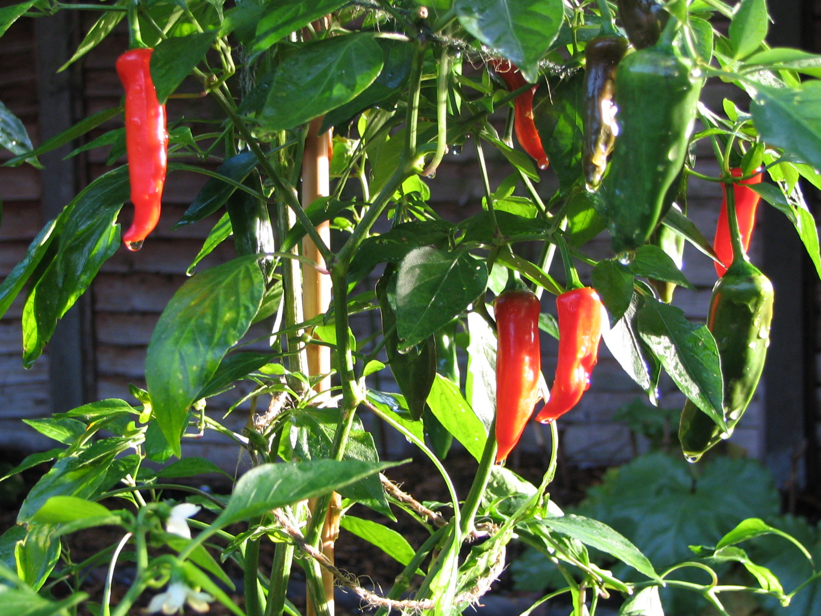 Mark's Veg Plot: November 2010