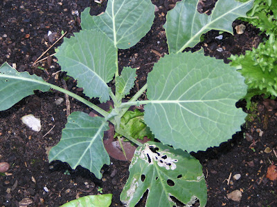 Mark's Veg Plot: Cabbages and Chicory