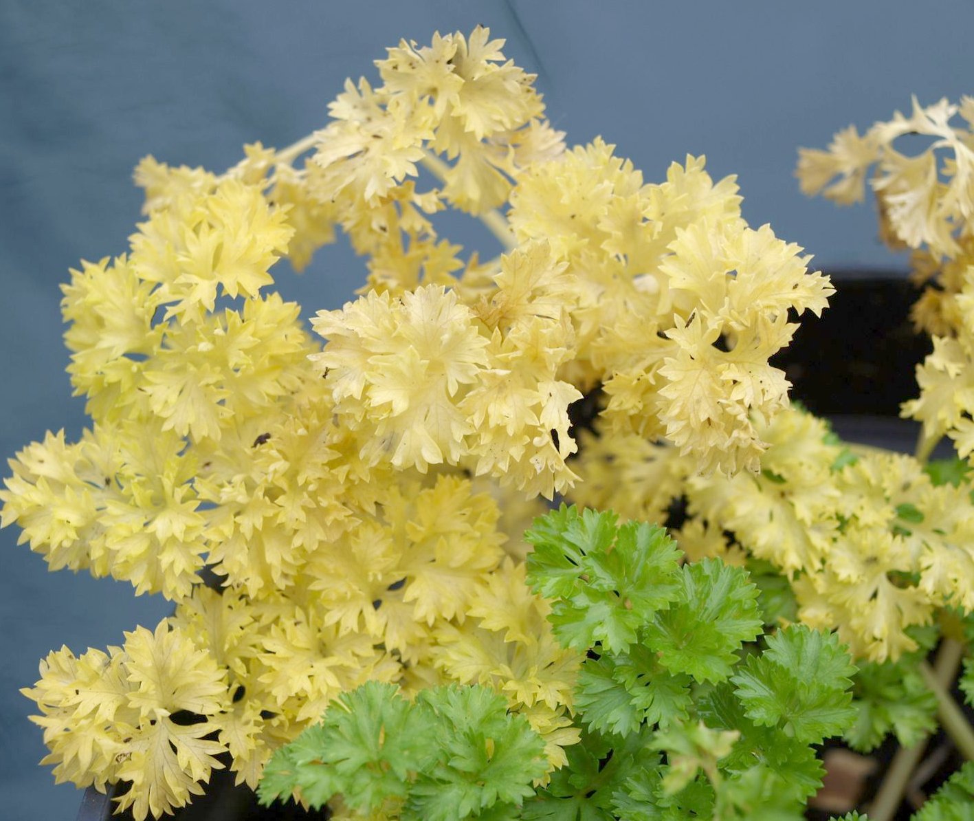 Mark's Veg Plot: A herbal makeover
