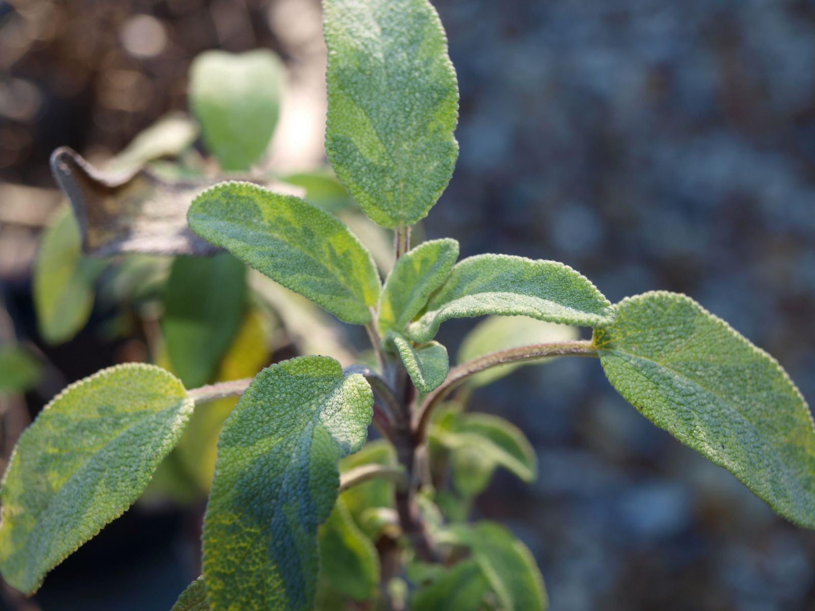 Mark's Veg Plot: Reviving the Sage