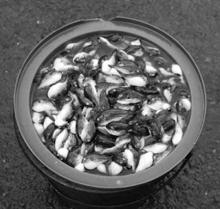 Shifting Sands: The Season To Be Merry