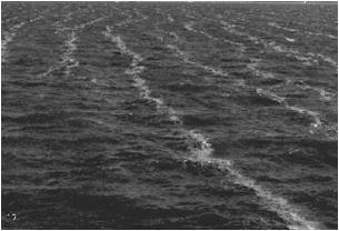 Stay In Touch With Collier County's Sea Grant Extension Program: Foamy ...