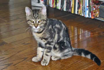 Cat Hunter: Breed: California Spangled Cat