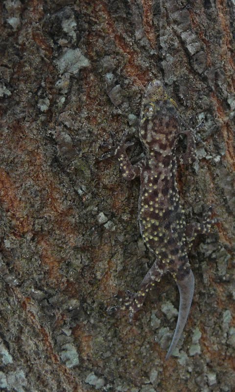Ben and Joy: More Florida/Alabama Lizards