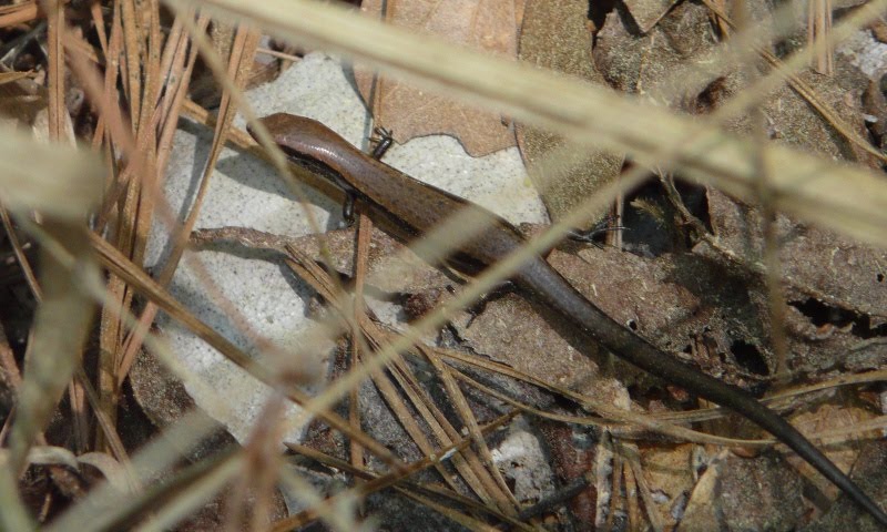 Ben and Joy: More Florida/Alabama Lizards
