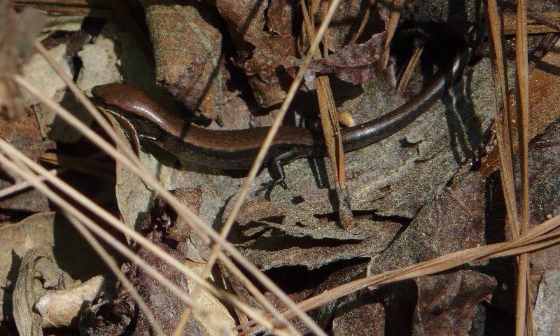 Ben and Joy: More Florida/Alabama Lizards