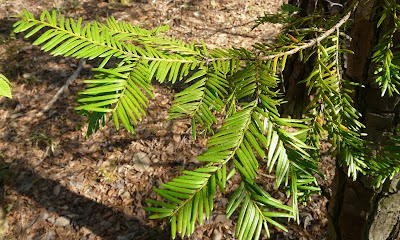 Ben and Joy: Grab Bag of Florida and Alabama Plants