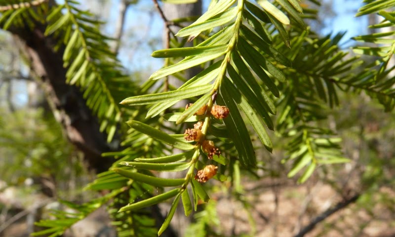 Ben and Joy: Grab Bag of Florida and Alabama Plants