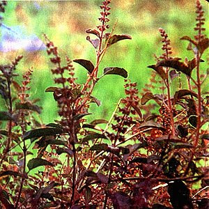 Balanoy | Mga Halamang Gamot ng Pinoy