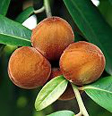 Mabolo | Mga Halamang Gamot ng Pinoy