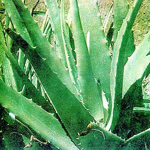 Sabila | Mga Halamang Gamot ng Pinoy