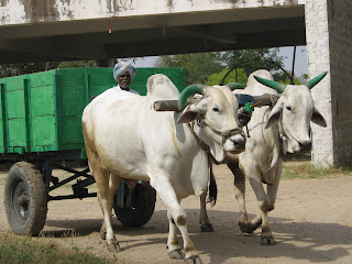 Nature shots: Kalavandi