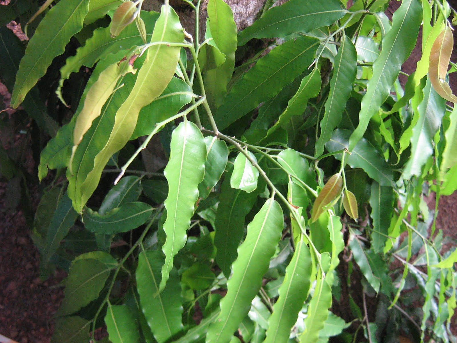 Nature shots: Arana Maram