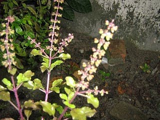 Nature shots: Thulasi