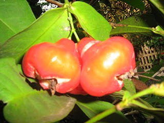 Nature shots: chambakka