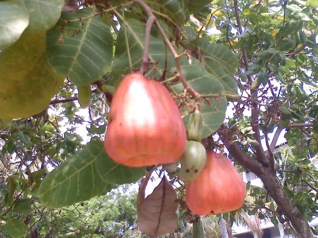 Nature shots: March 2009